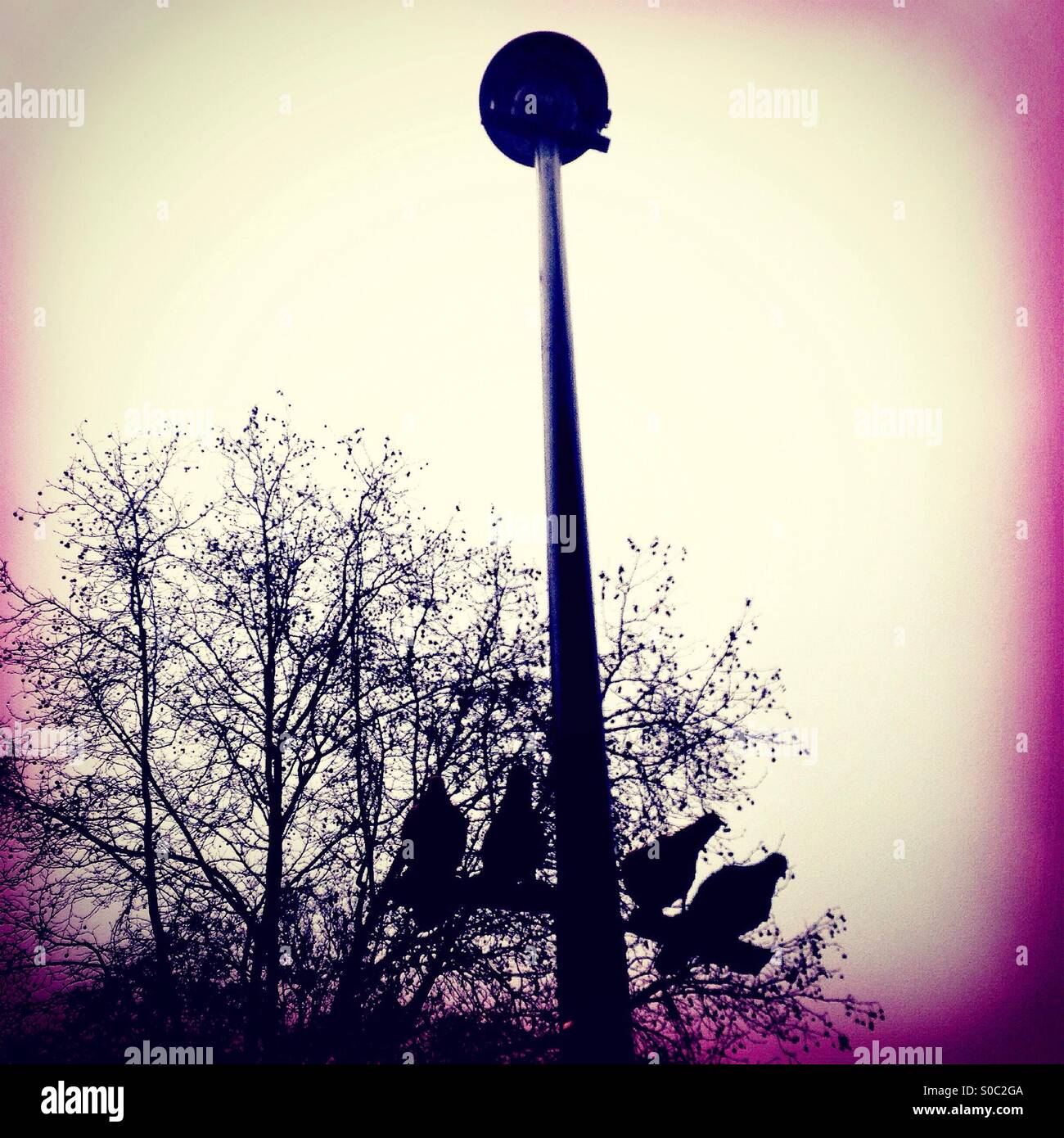 Plastic birds hi-res stock photography and images - Alamy