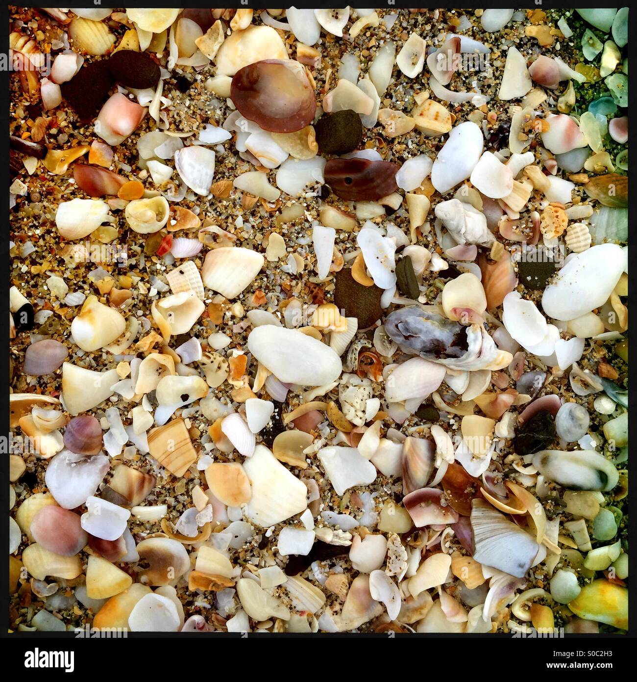Broken shells on beach hi-res stock photography and images - Alamy