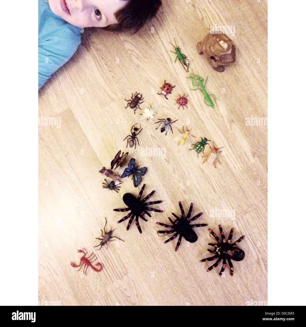 Insects classification hi-res stock photography and images - Alamy