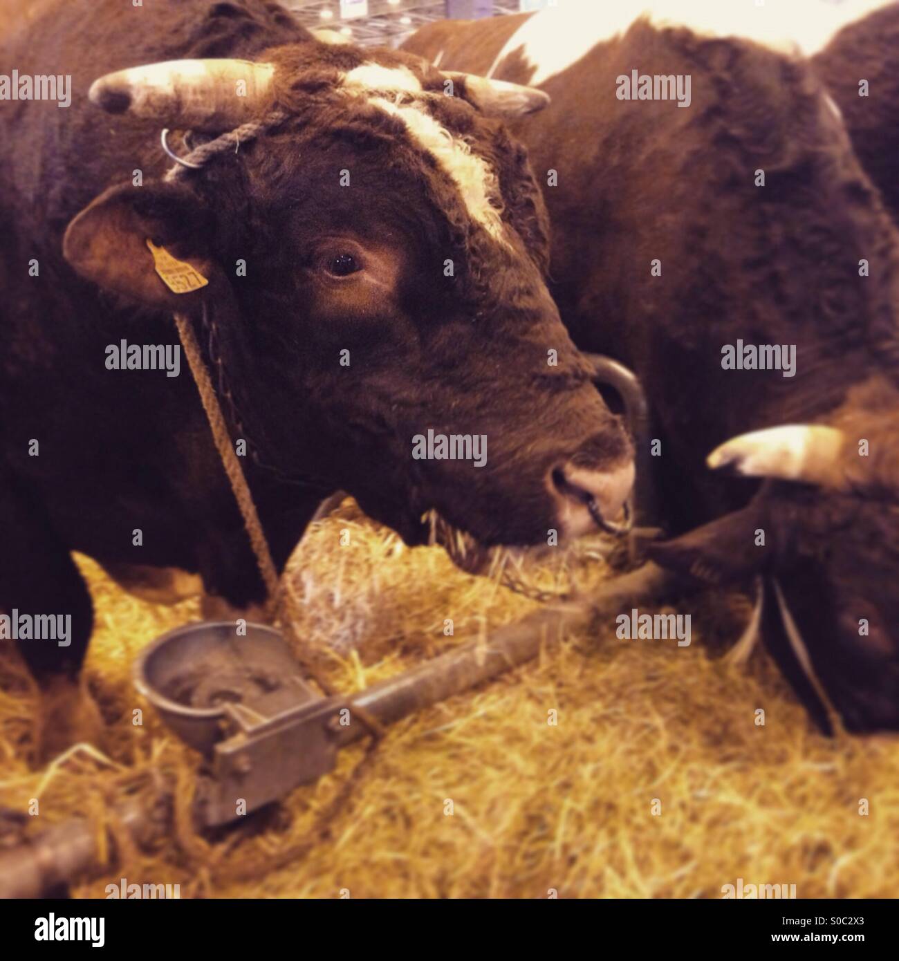 Eating cow hi-res stock photography and images - Alamy