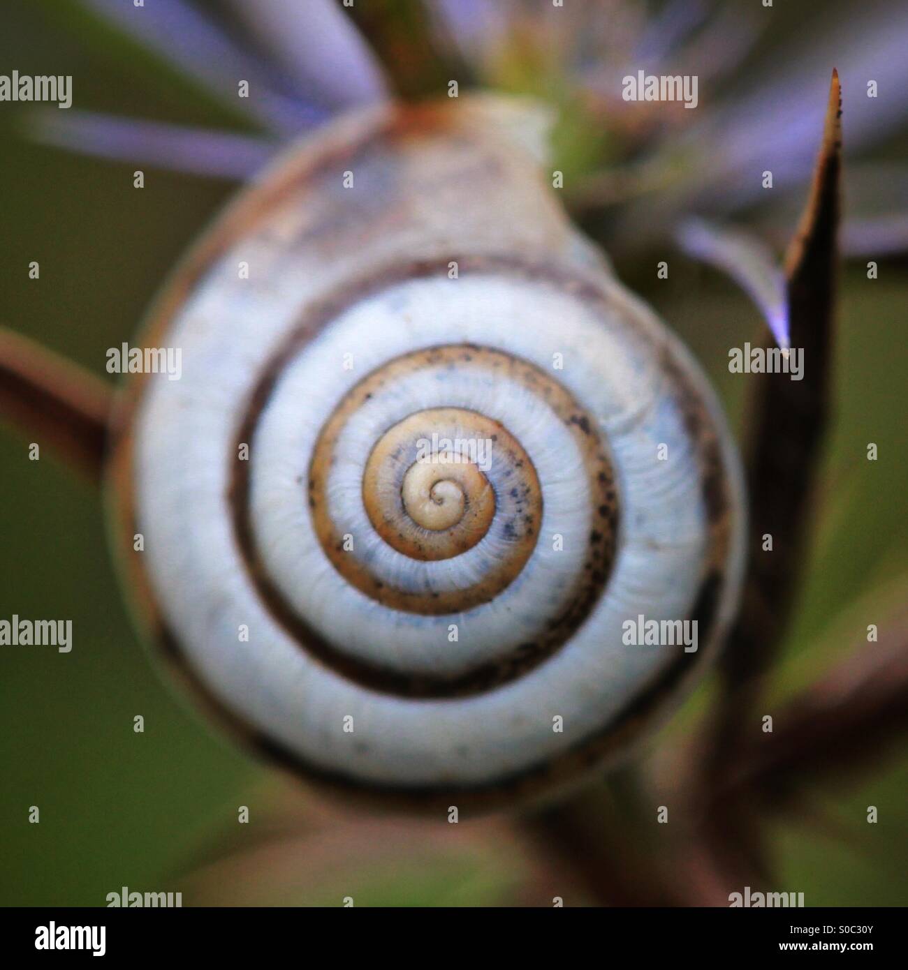 Macro snail shell hi-res stock photography and images - Alamy