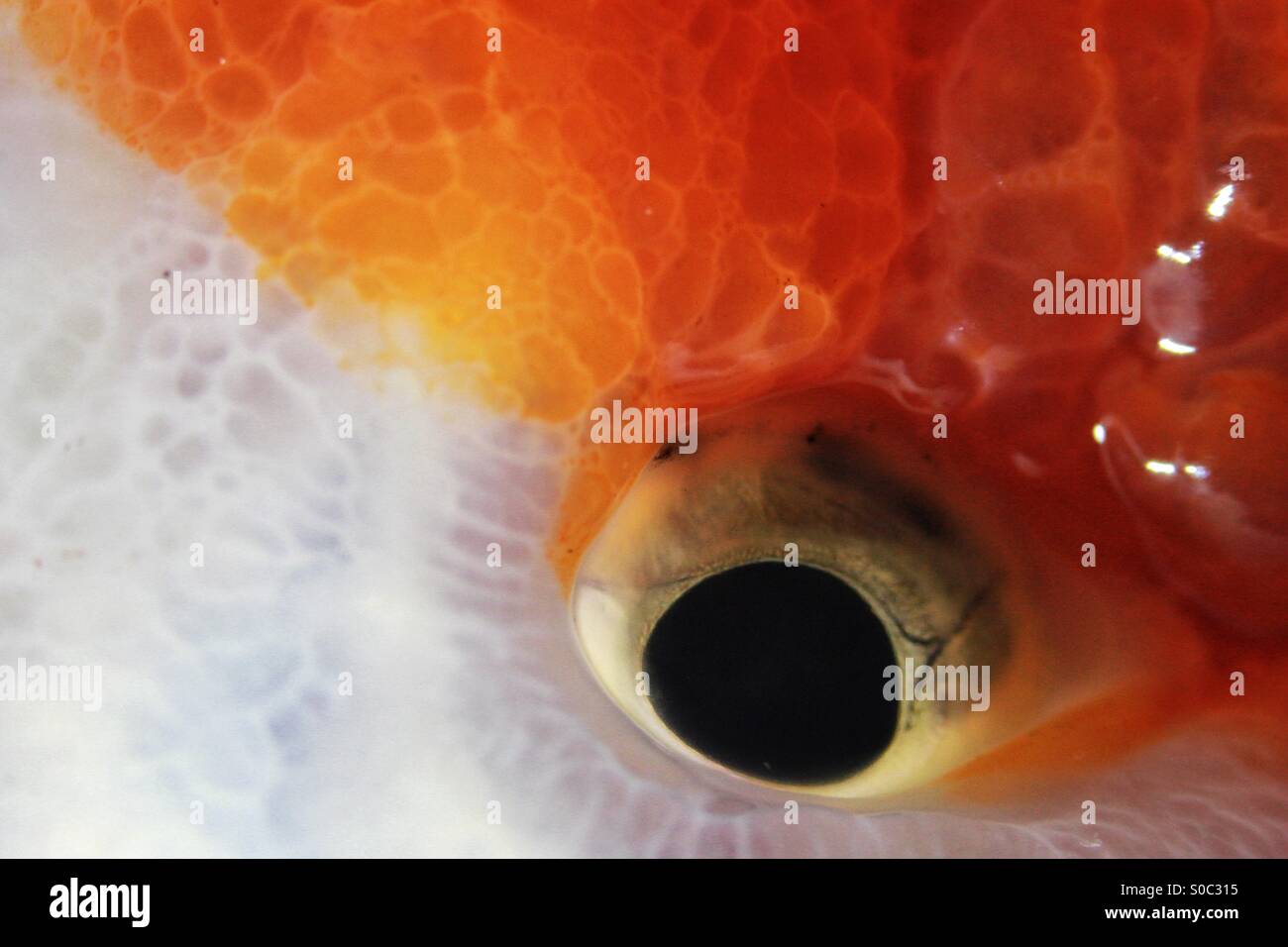 Macro fish eye hi-res stock photography and images - Alamy