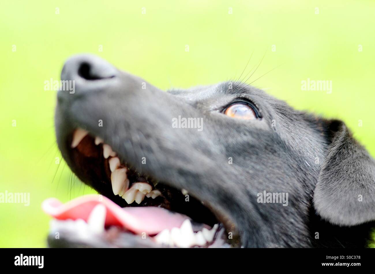 Smiling black labrador dog hi-res stock photography and images - Alamy
