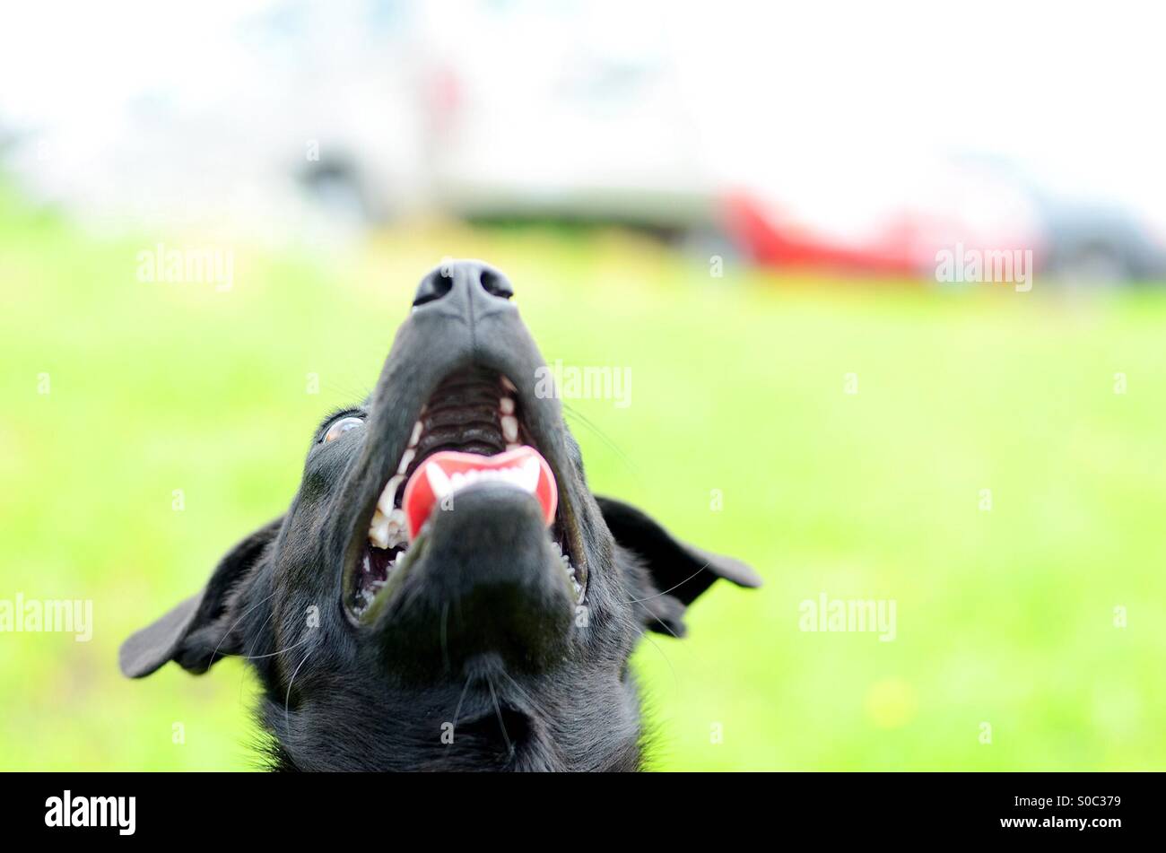 Open smiling mouth tongue hi-res stock photography and images - Alamy