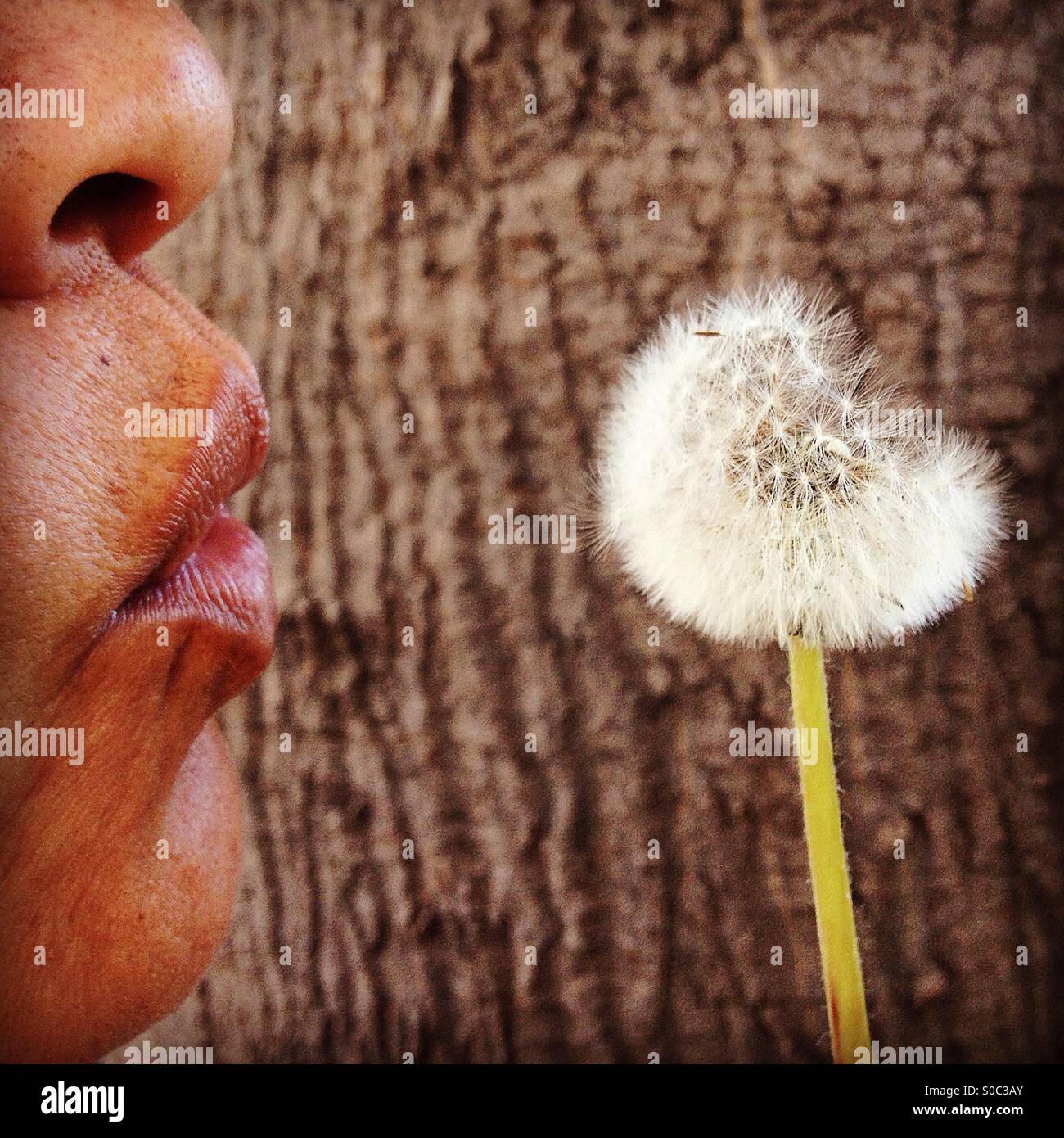 Woman blowing Dandelion after making a wish Stock Photo - Alamy