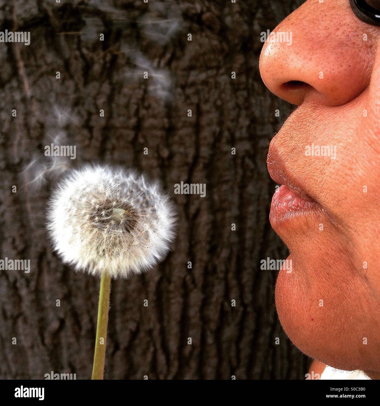Blowing dandelion hi-res stock photography and images - Alamy