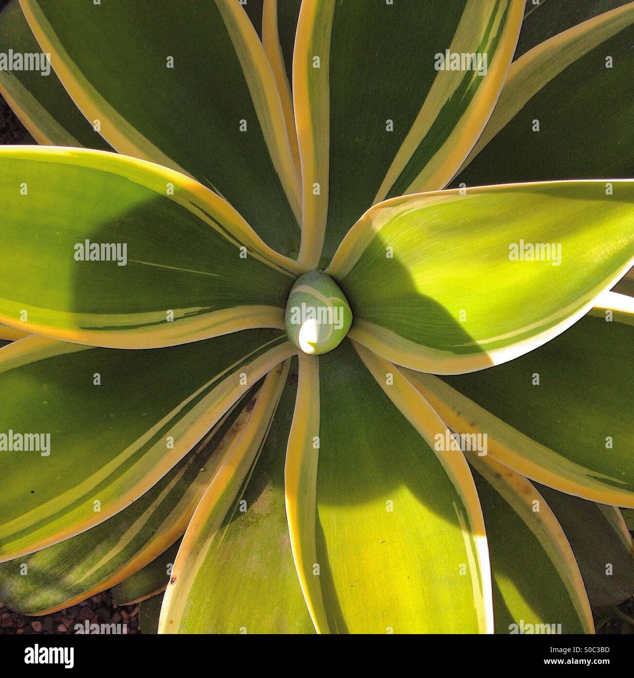 Radially hi-res stock photography and images - Alamy