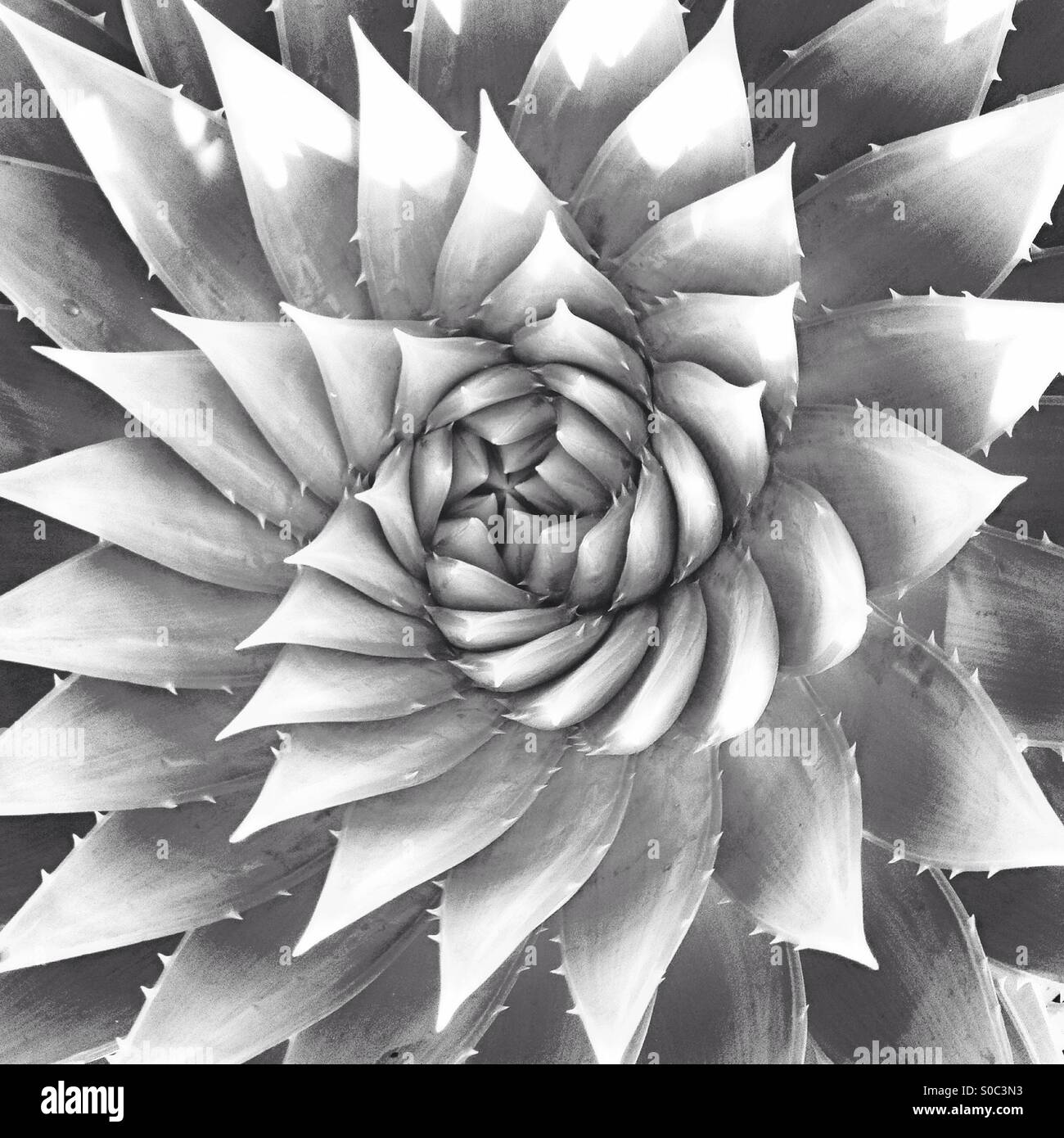 Spiral leaves hi-res stock photography and images - Alamy