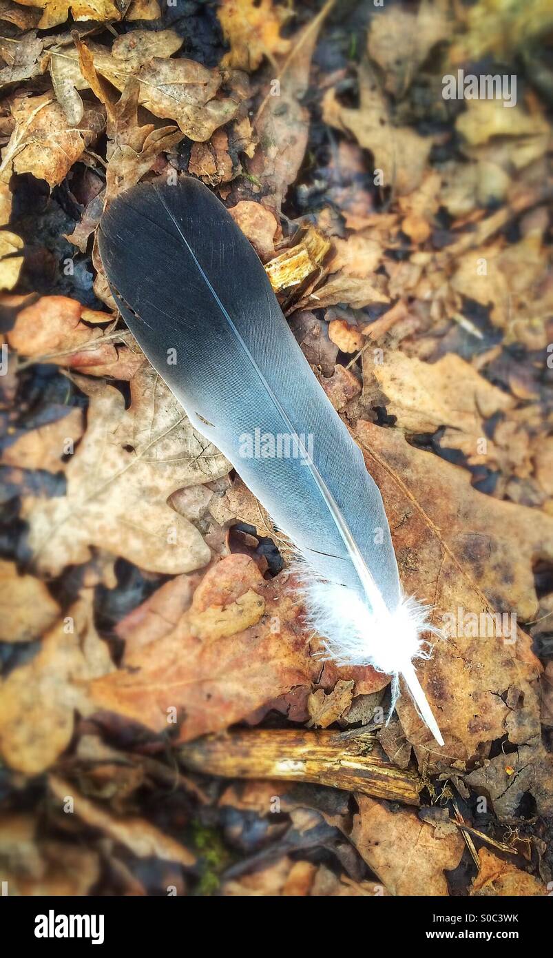 Black and white forest floor hi-res stock photography and images - Alamy