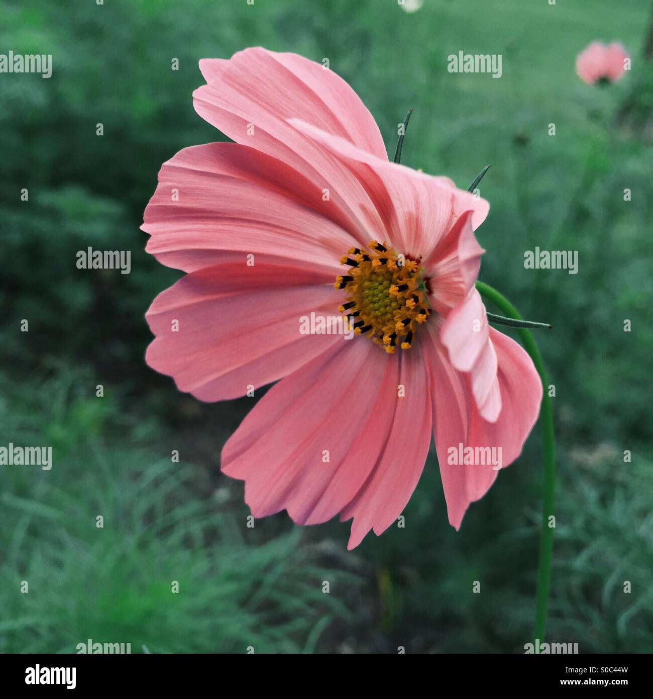 Lethargic Clipart Of Flowers