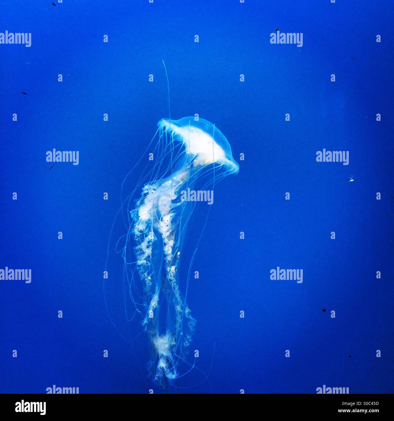 White jelly fish hi-res stock photography and images - Alamy