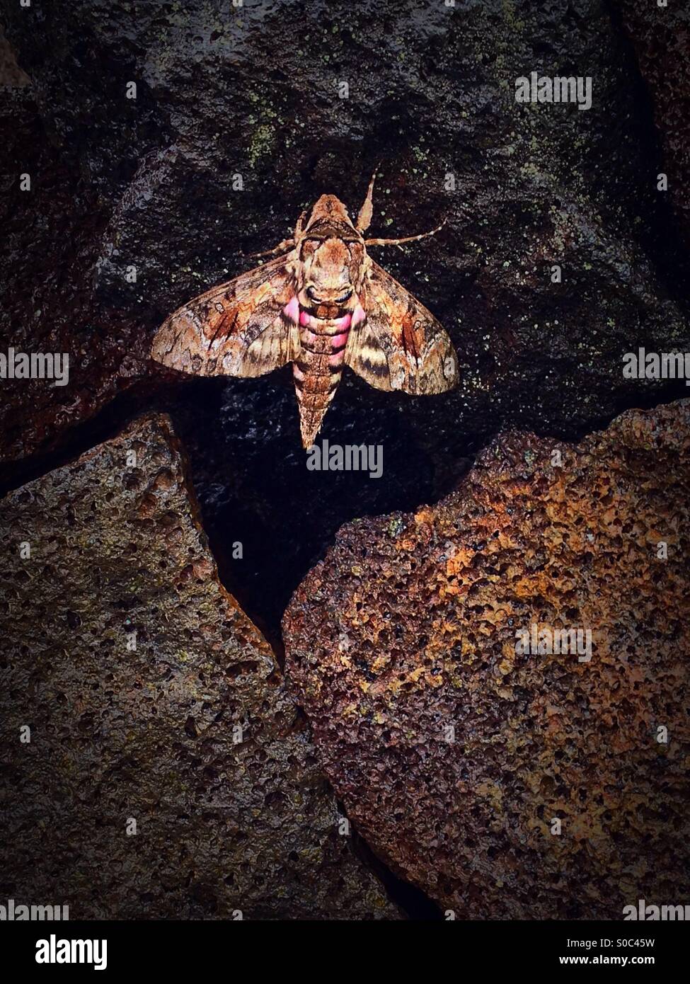 Lavae High Resolution Stock Photography and Images - Alamy