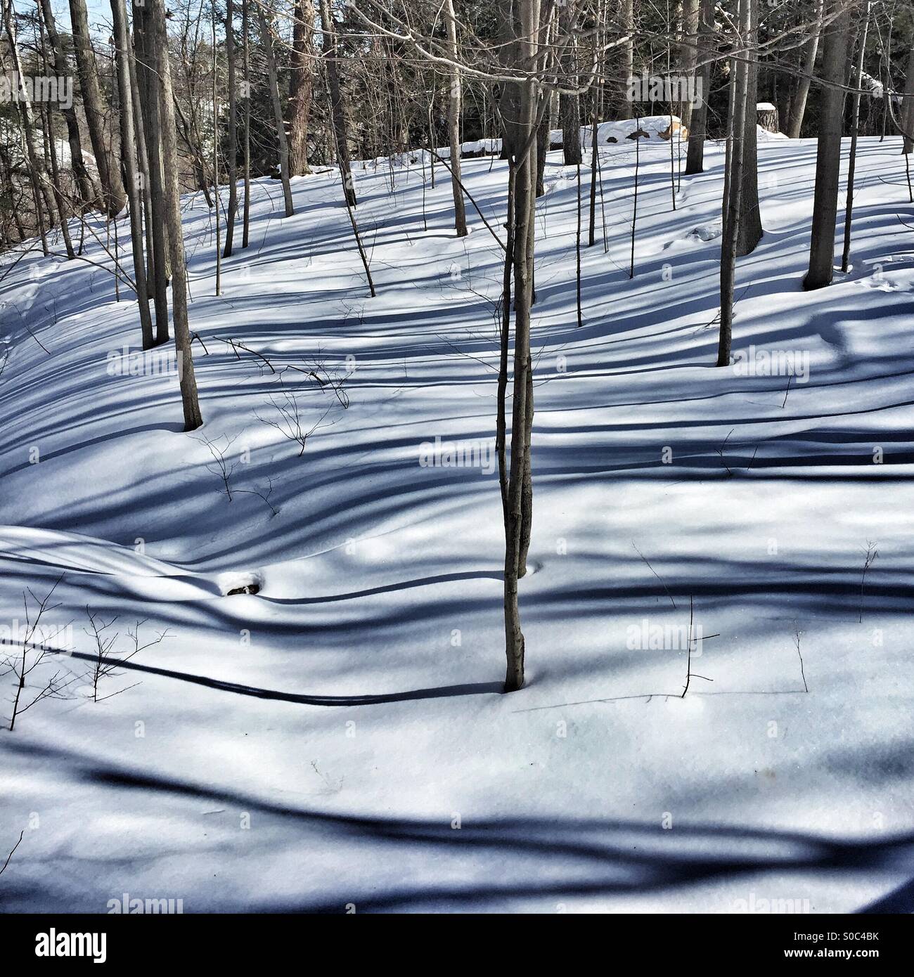 Long afternoon tree shadows on snow in late winter Stock Photo - Alamy