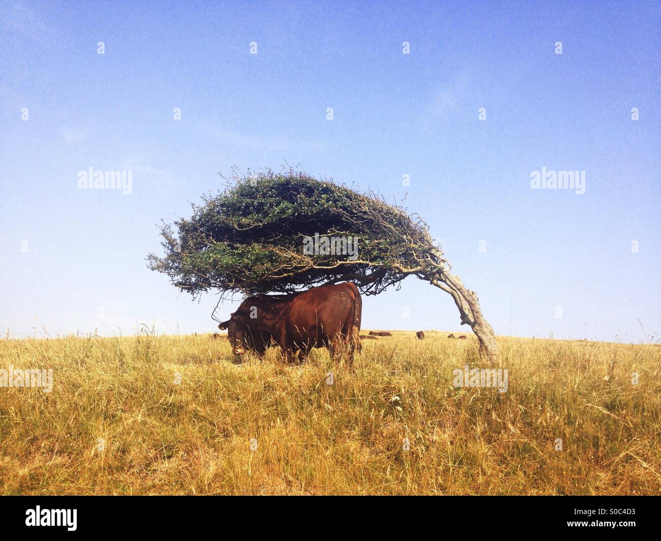 Cow roof hi-res stock photography and images - Alamy