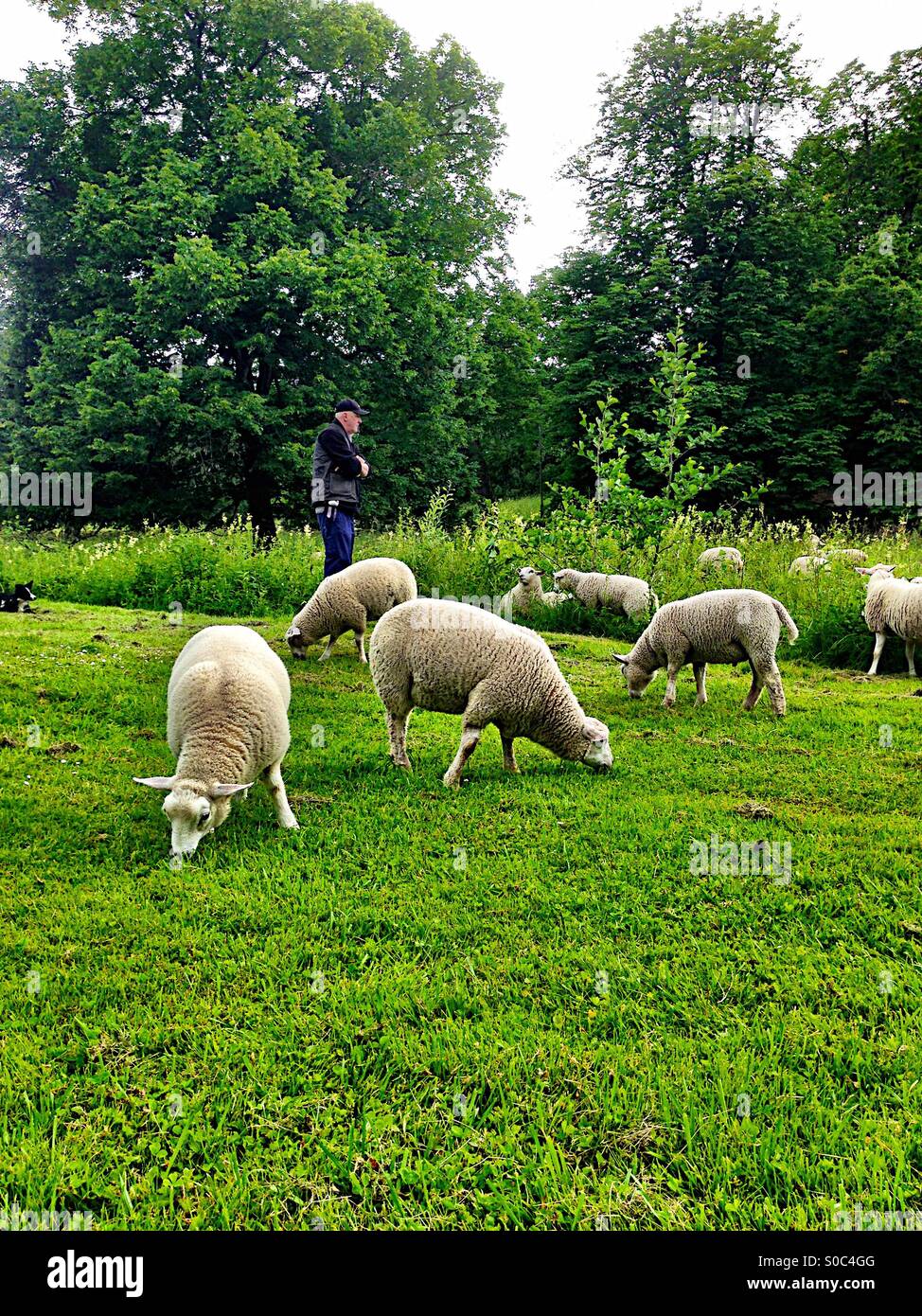 The shepherd is out whit his sheep! Stock Photo - Alamy
