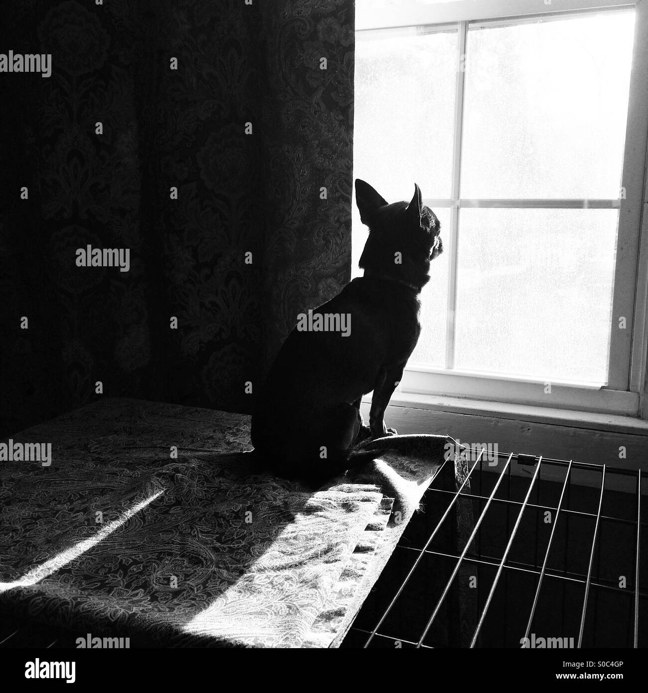 Dog in window Stock Photo - Alamy