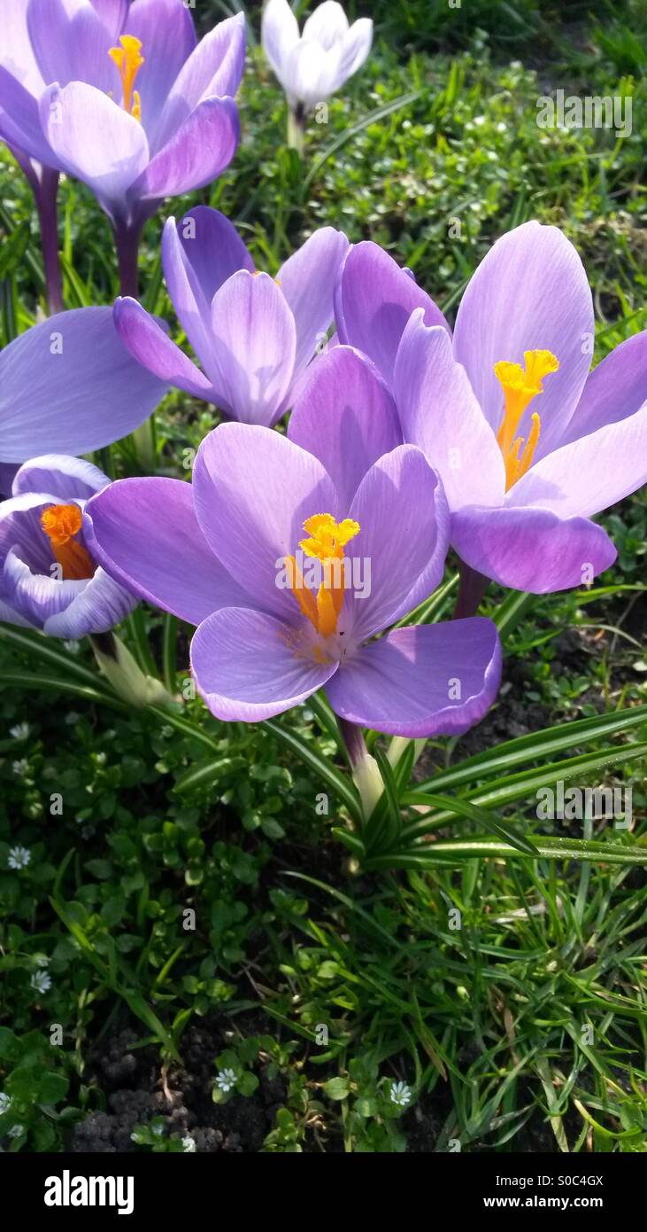 Spring in Groningen Stock Photo - Alamy