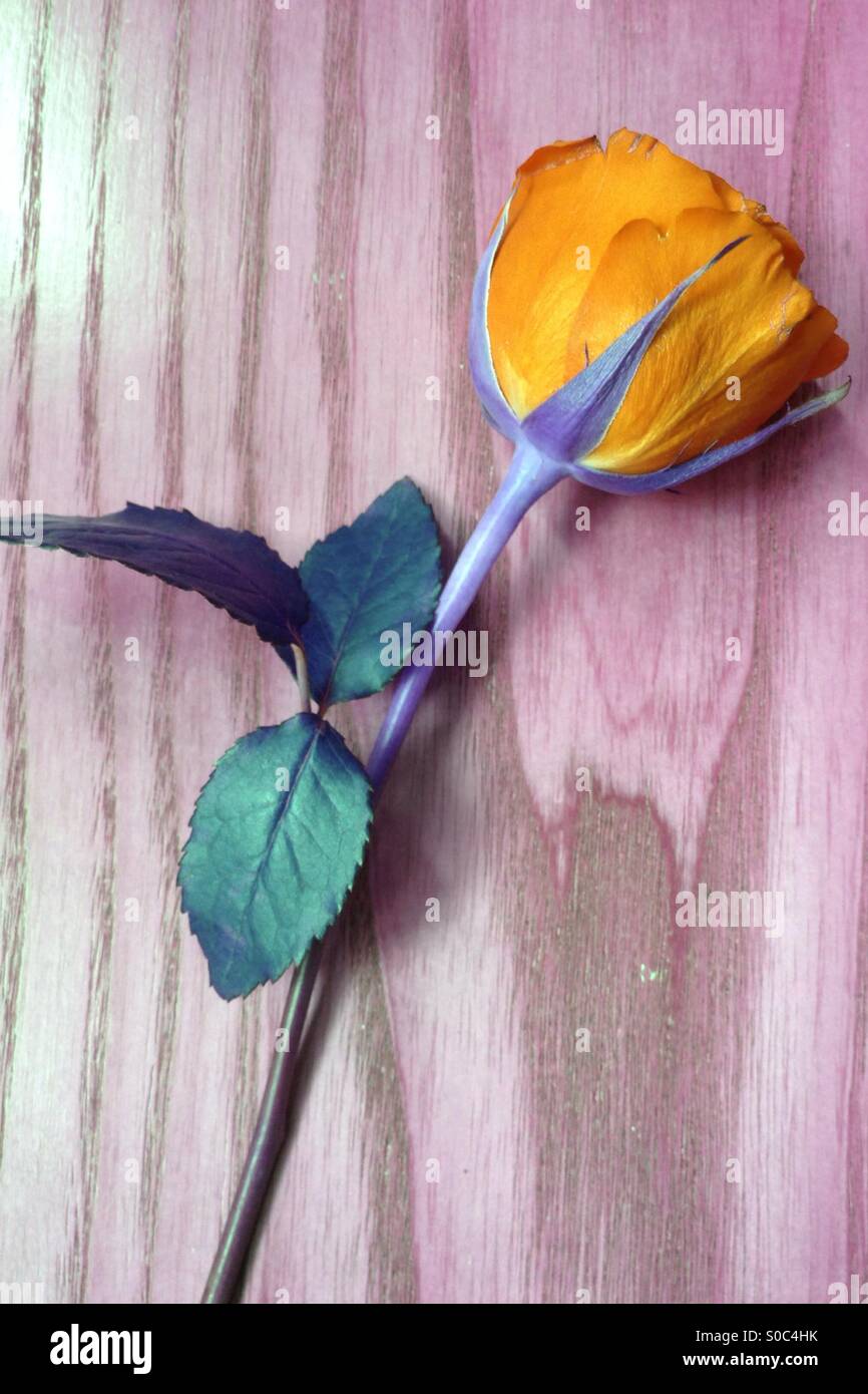 Image of rose with colour change Stock Photo - Alamy