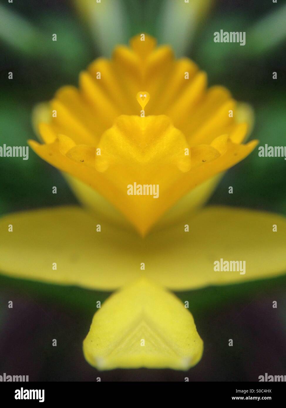 Symmetrical image of a daffodil Stock Photo - Alamy