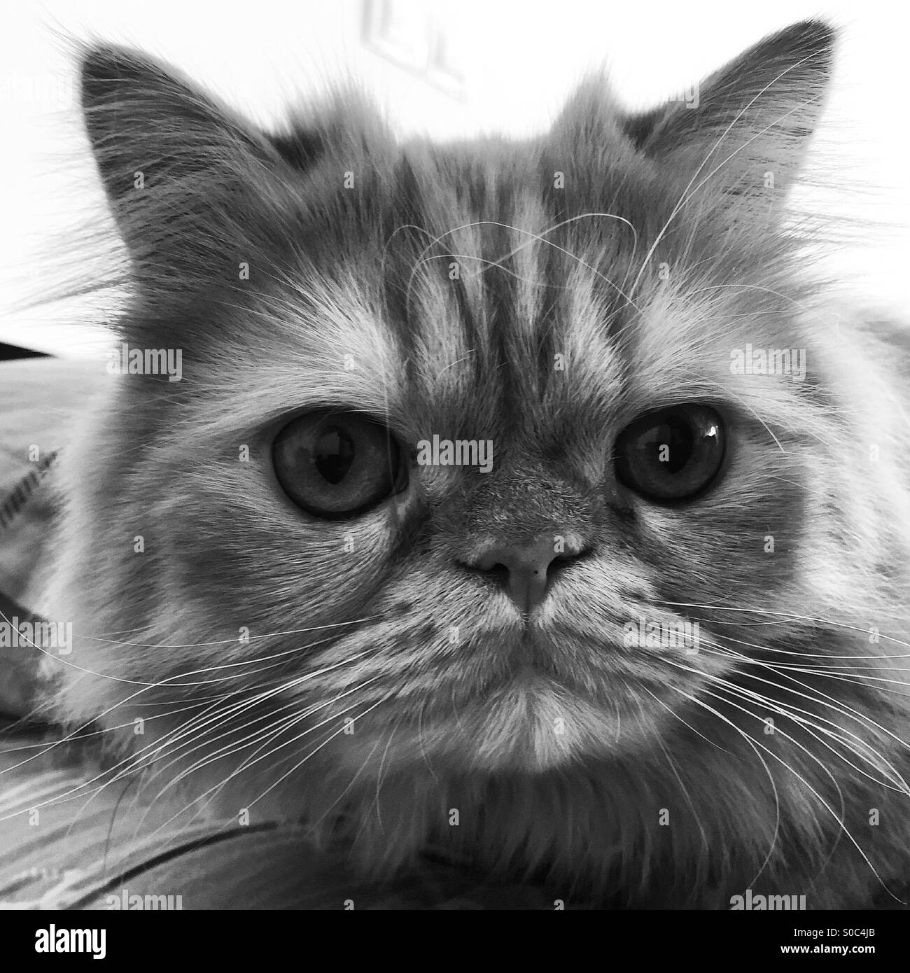Curious white cat hi-res stock photography and images - Alamy