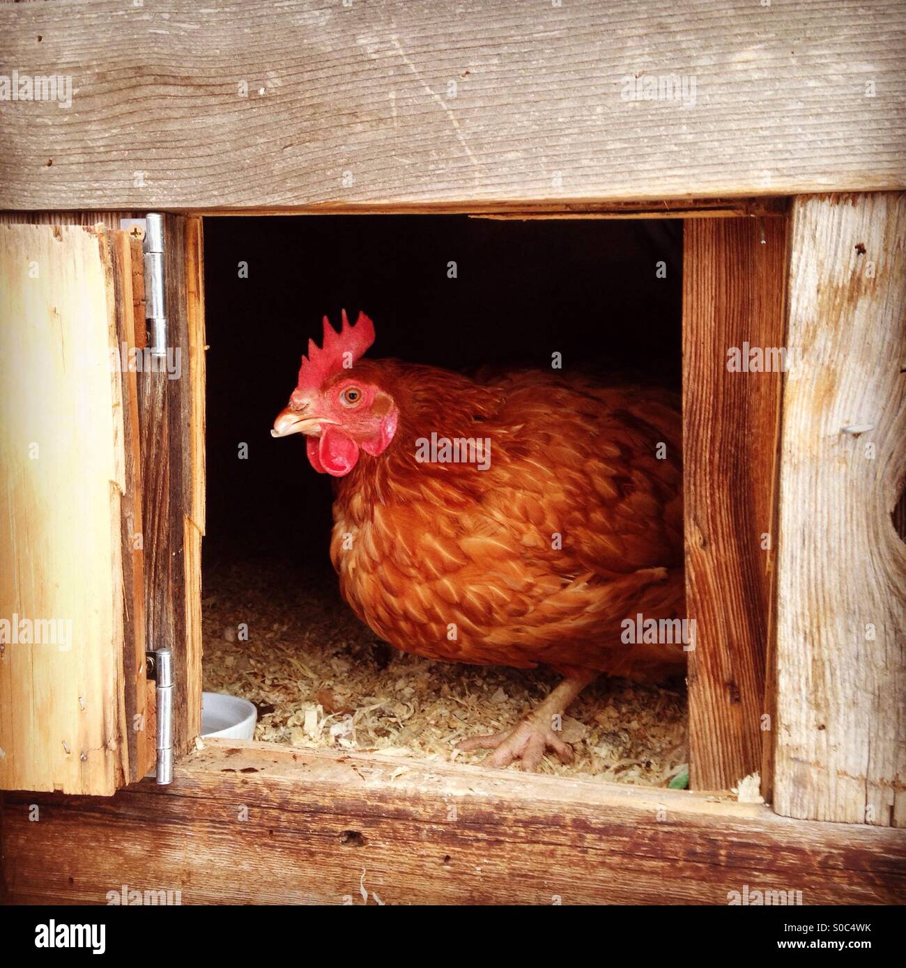 Chicken farm animal hi-res stock photography and images - Alamy