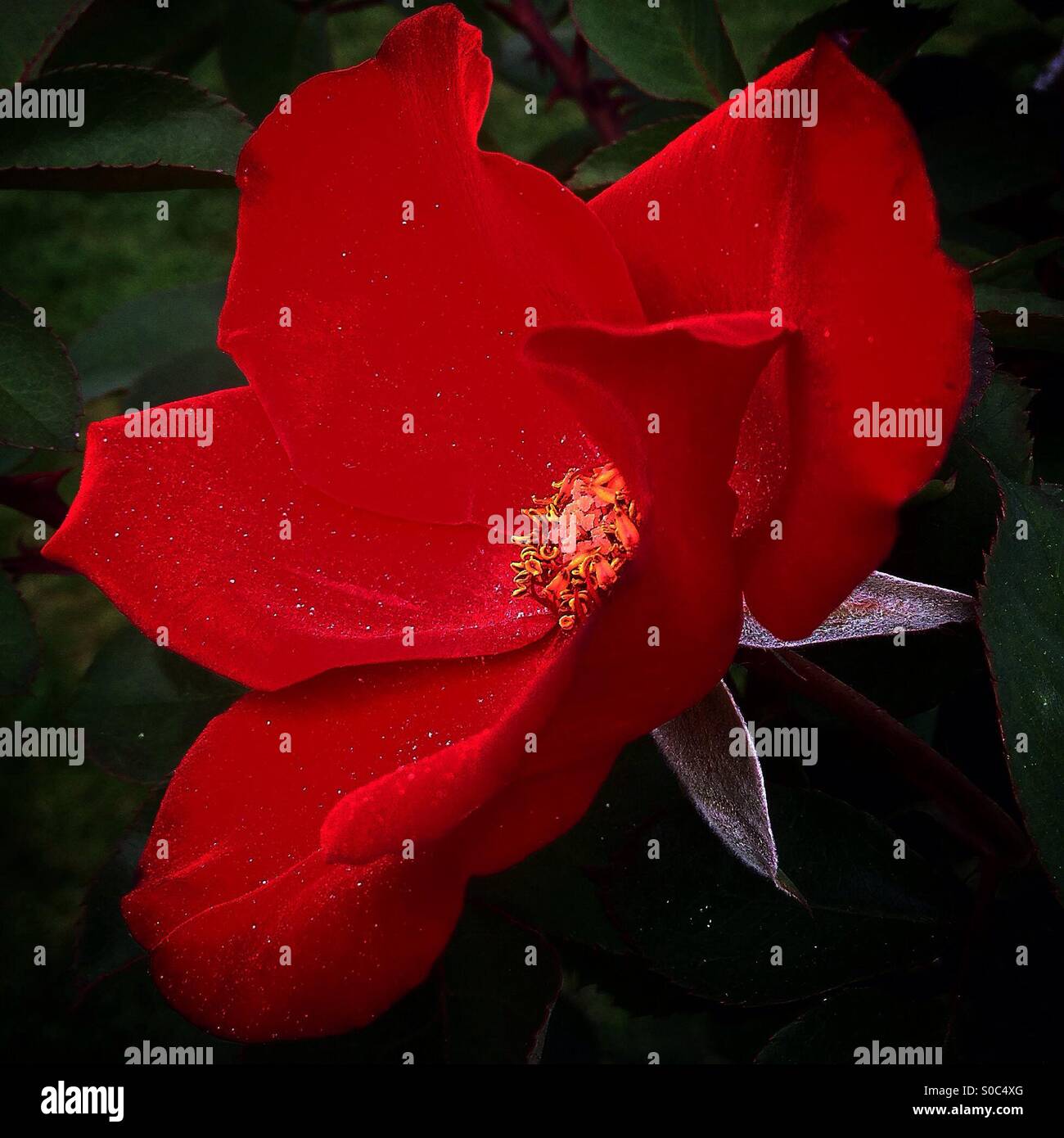 Red red rose Stock Photo - Alamy