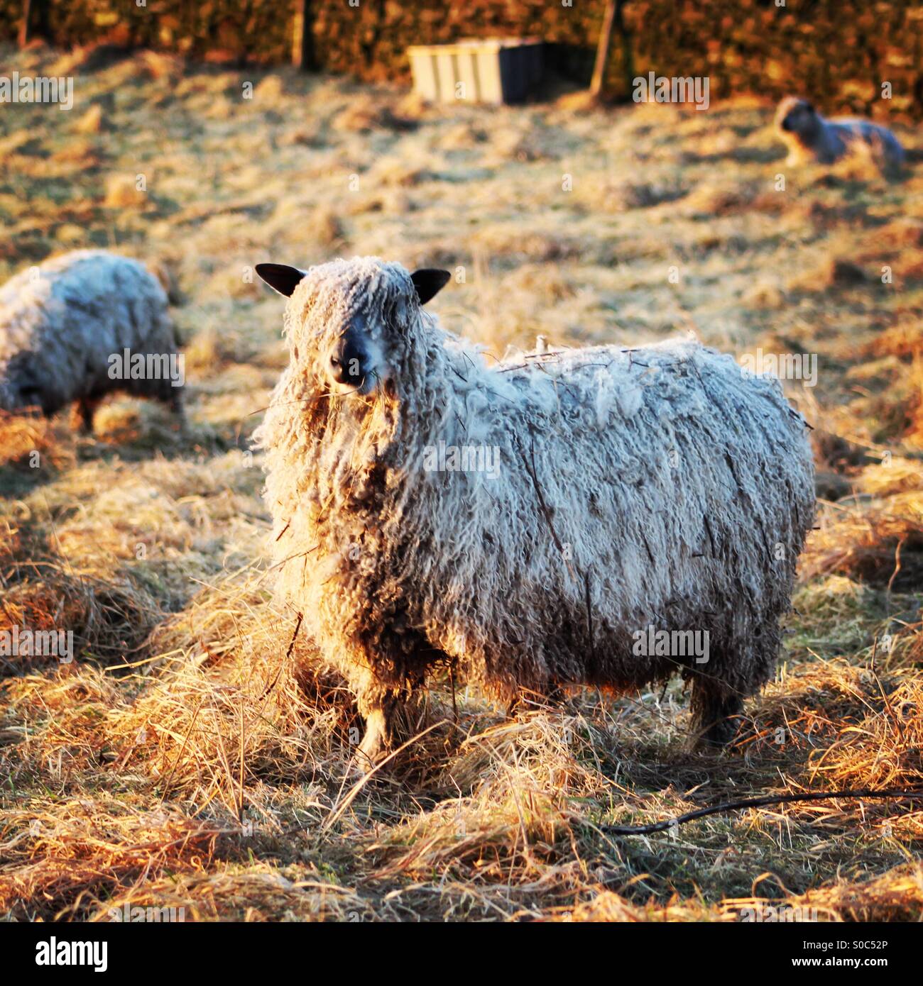 Shaggy sheep hi-res stock photography and images - Alamy