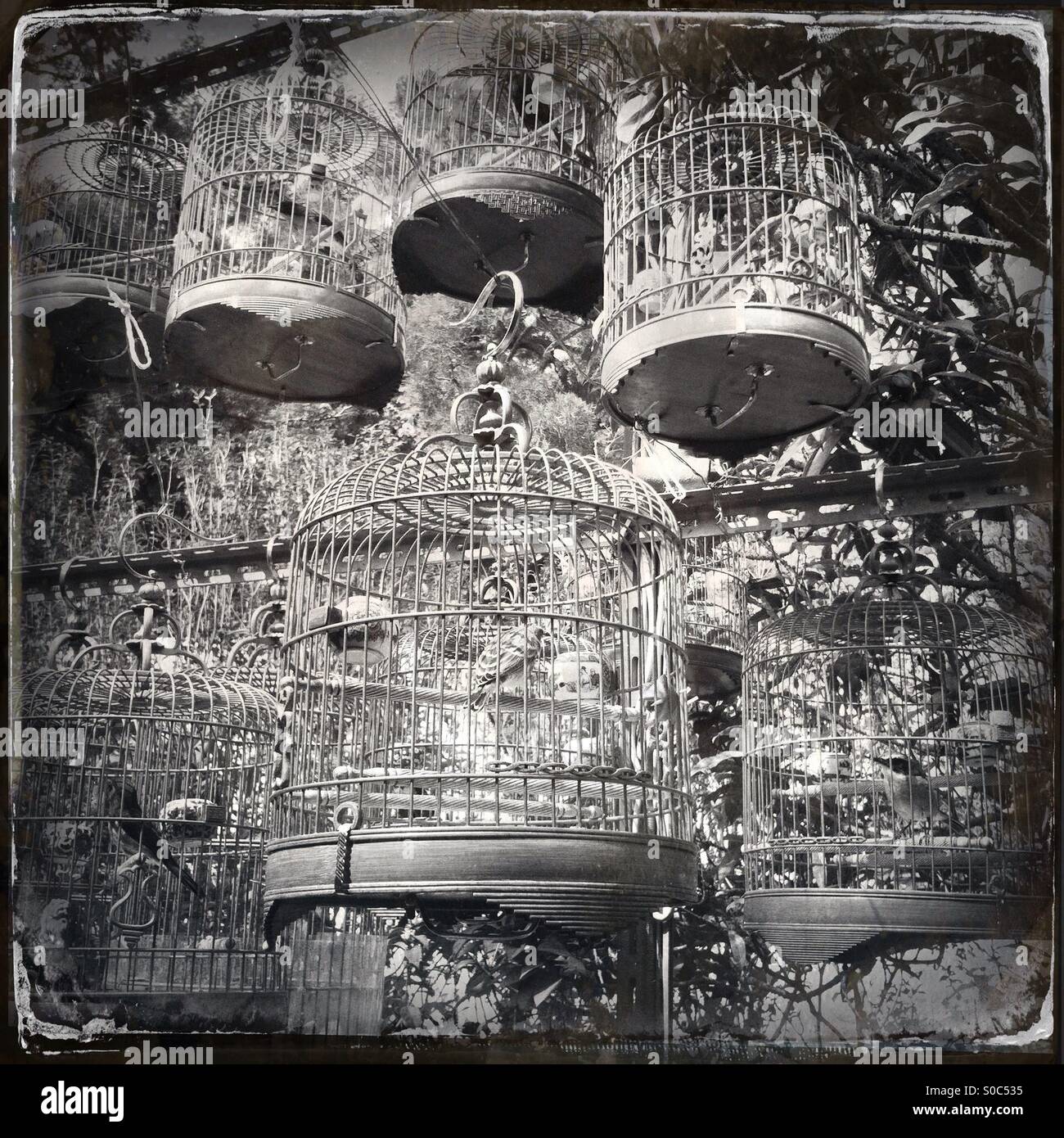 Caged birds at yuen po street bird garden, Hong Kong Stock Photo - Alamy