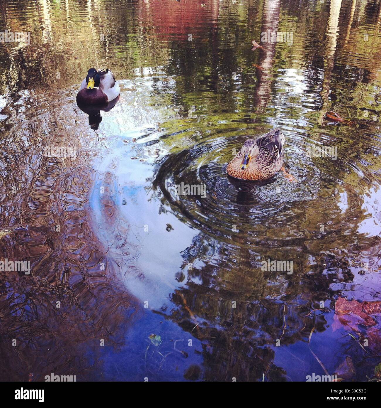 Stream and ducks hi-res stock photography and images - Alamy