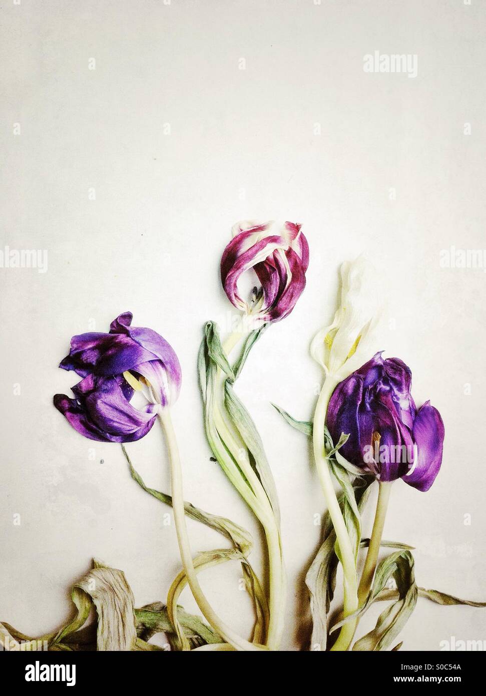 Dried tulips on a counter Stock Photo - Alamy