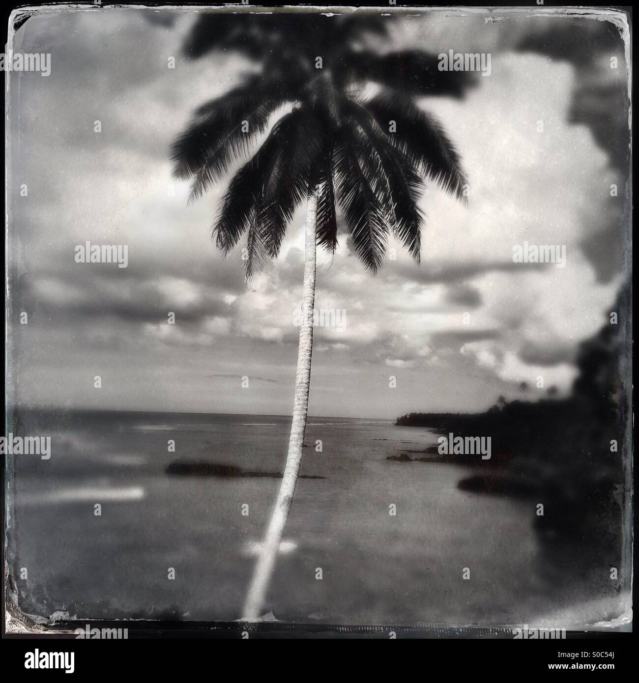 Coconut Tree Samoa High Resolution Stock Photography and Images - Alamy