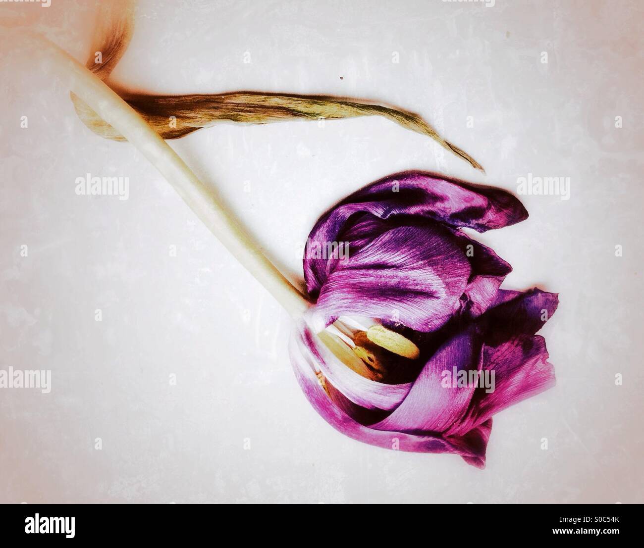 Sad and beautiful drying purple tulip on a counter Stock Photo - Alamy