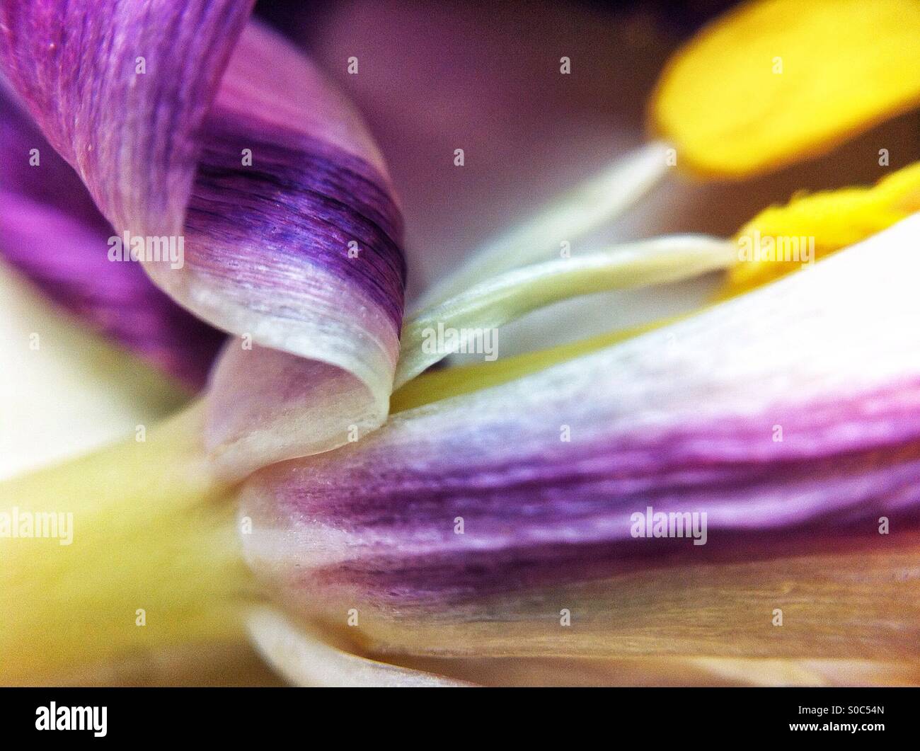 Macro of yellow pollen on a pestils inside the purple tulip Stock Photo ...