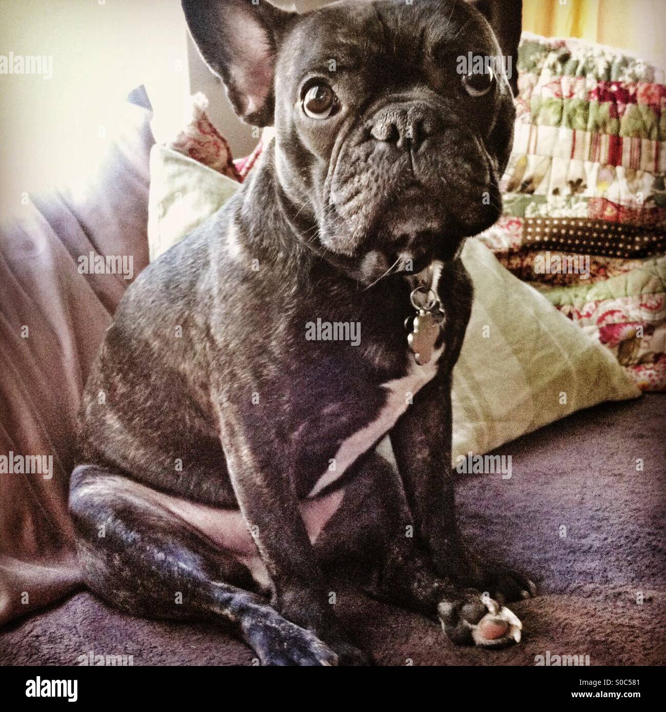 Adorable French Bulldog sitting on a couch Stock Photo - Alamy