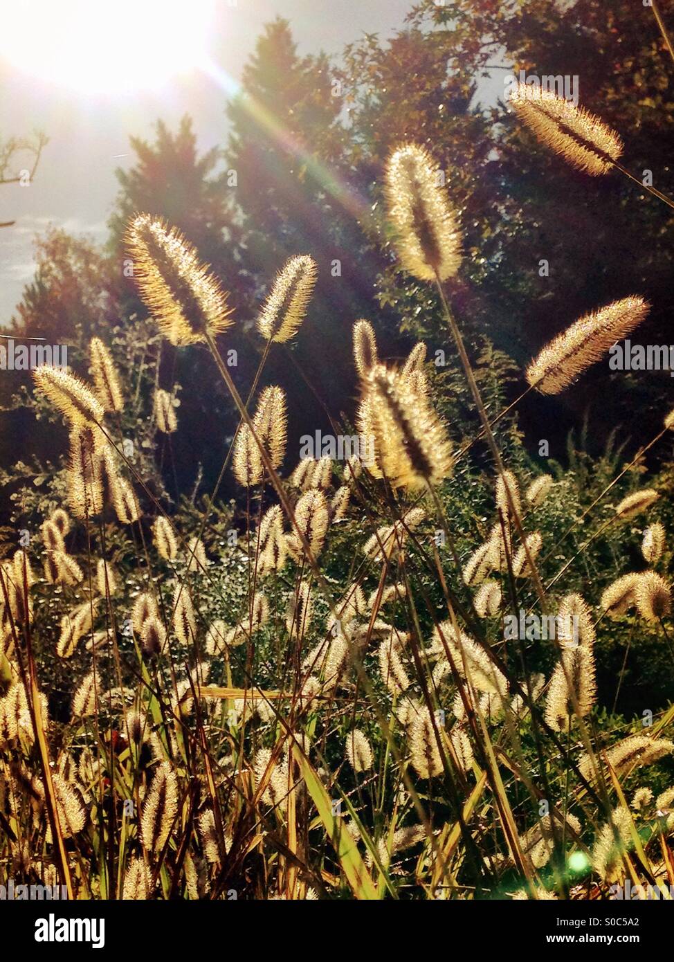 Foxtail plant hi-res stock photography and images - Alamy