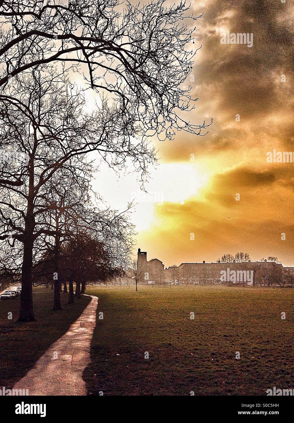 Tree lined path at sunset Stock Photo - Alamy