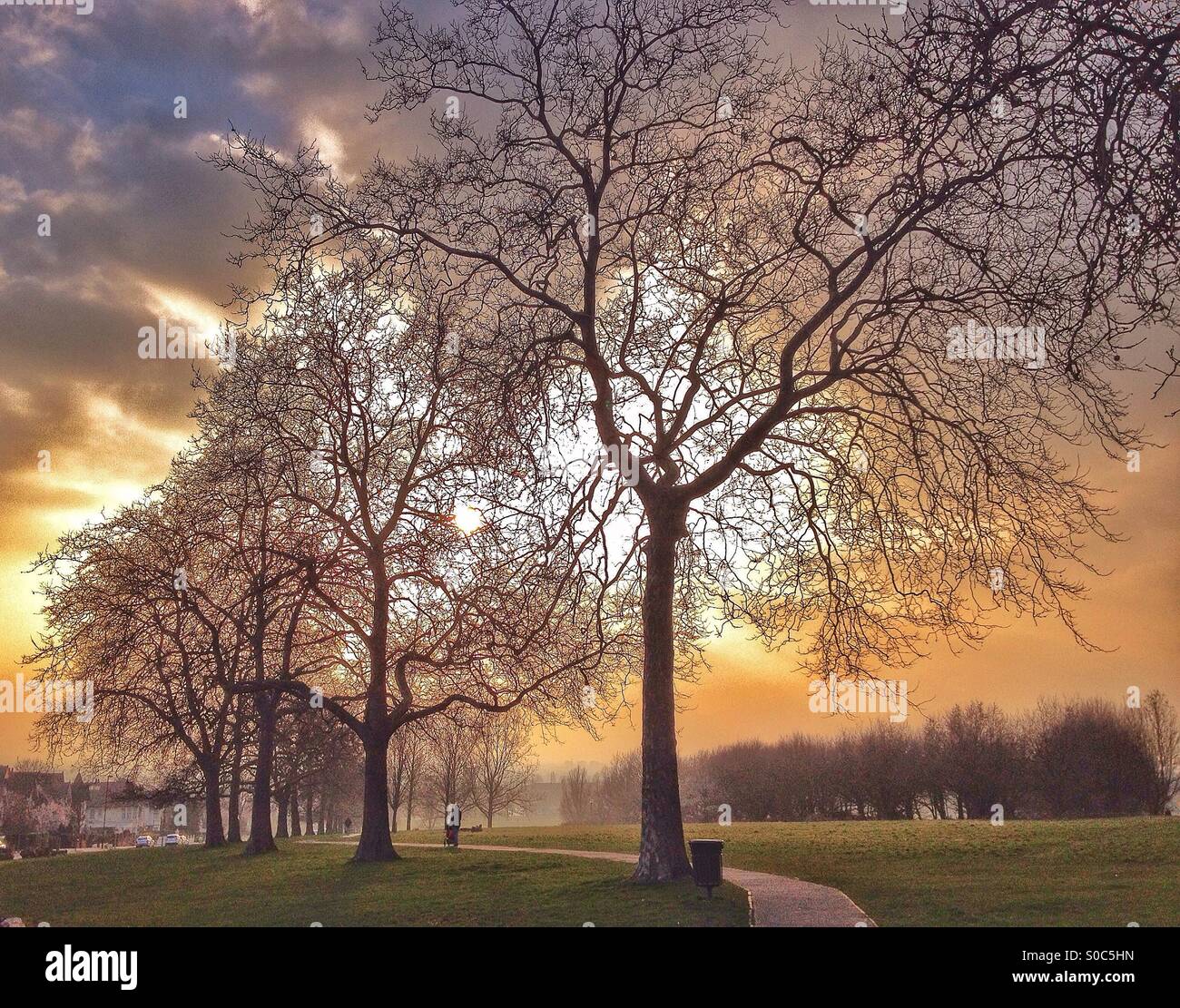 Treelined path at sunset Stock Photo - Alamy