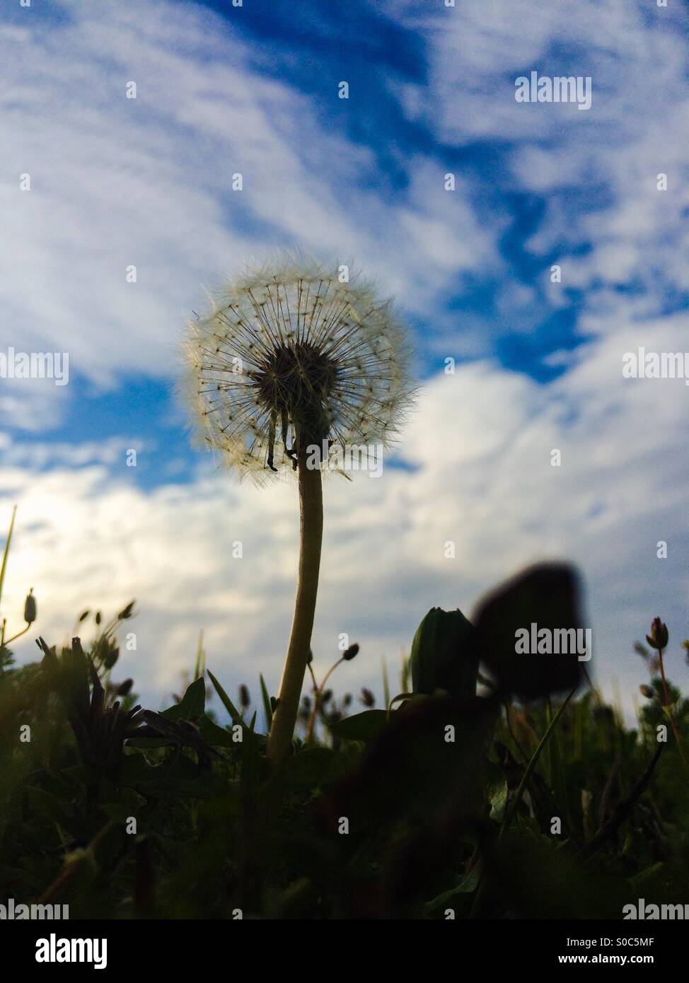 Dandilion hi-res stock photography and images - Alamy