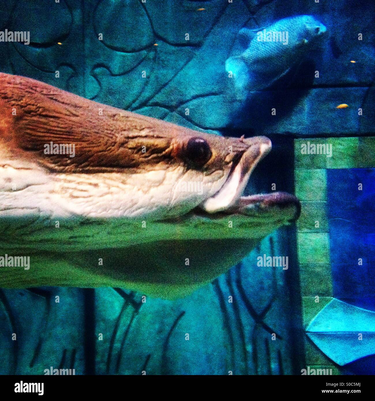 Giant fish hi-res stock photography and images - Alamy