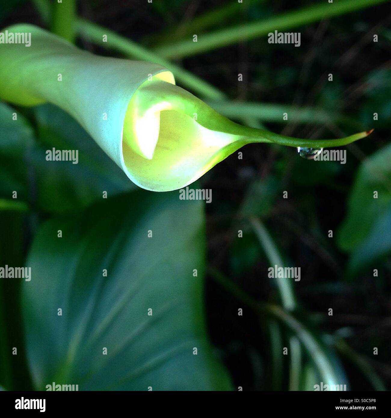 Dew drop in calla Lily bloom Stock Photo - Alamy