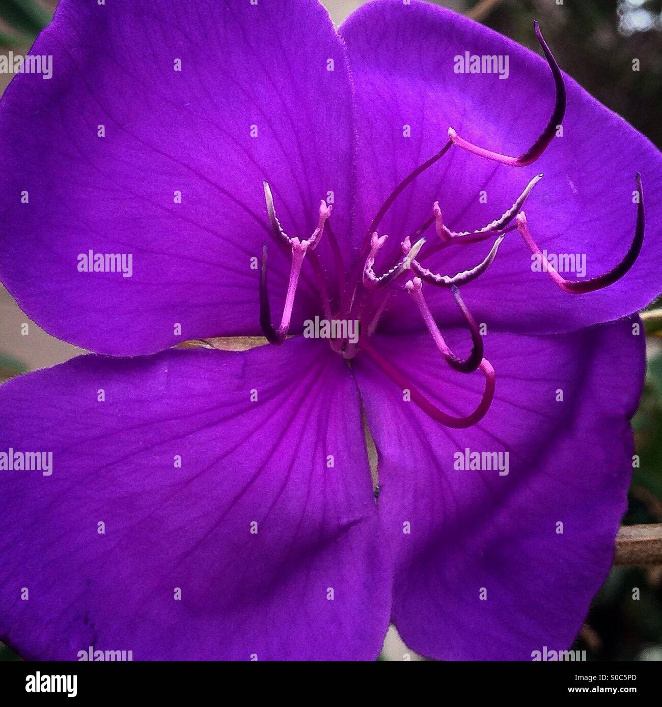 Beauty of purple hi-res stock photography and images - Alamy