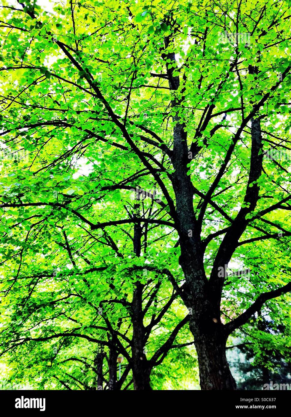 Trees in springtime Stock Photo - Alamy