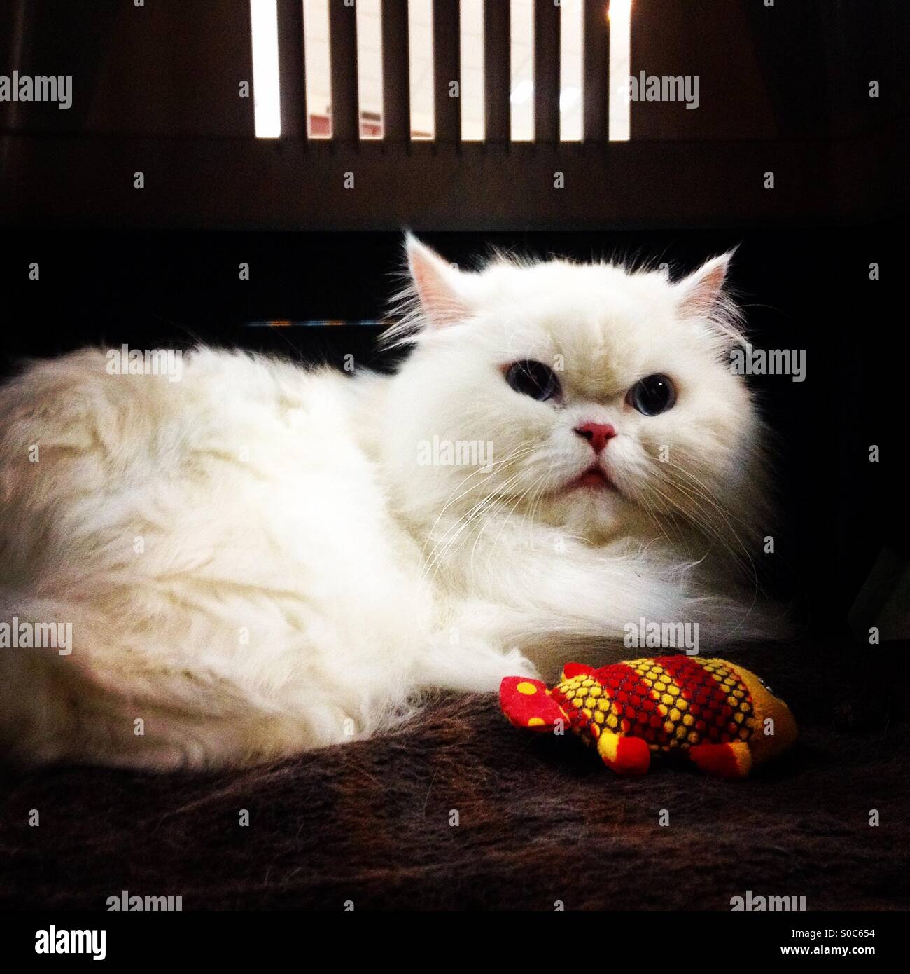 Persian cat sitting in the box Stock Photo - Alamy