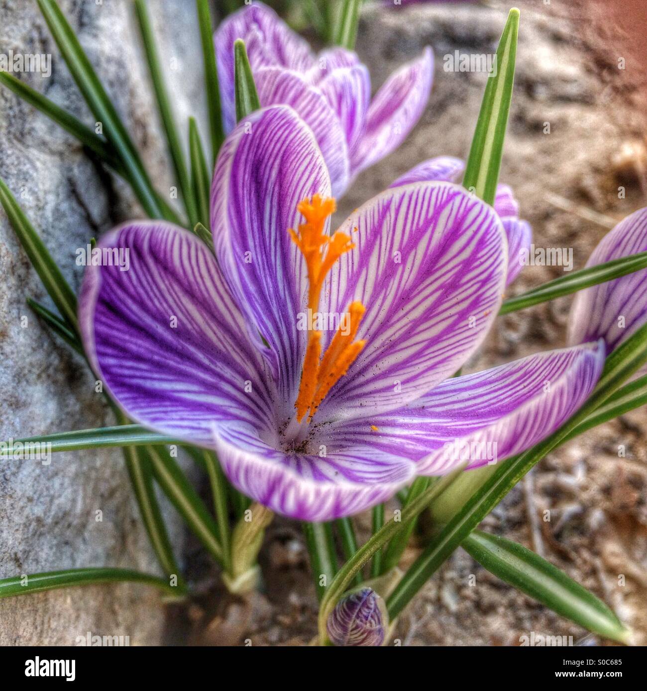 Crocus blossom in spring Stock Photo - Alamy