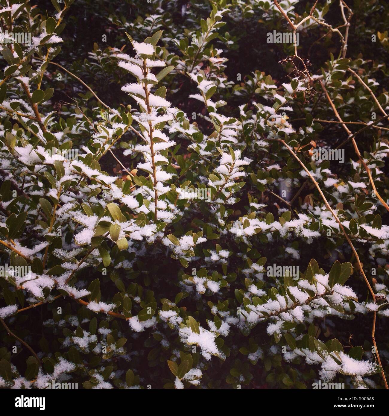 Bush with snow Stock Photo - Alamy