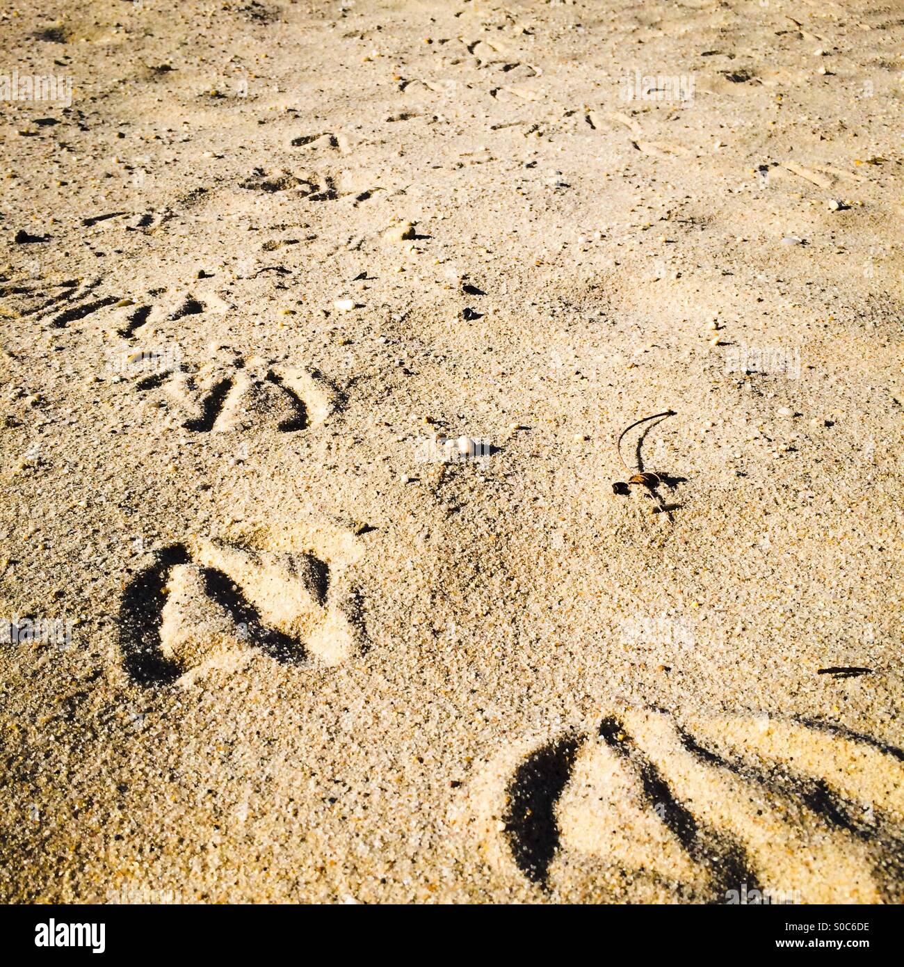 Seagull footprints hi-res stock photography and images - Alamy