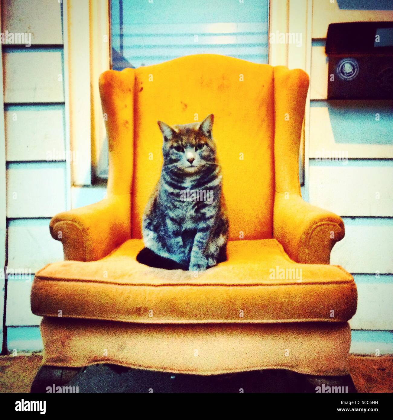 Ollie the cat hi-res stock photography and images - Alamy