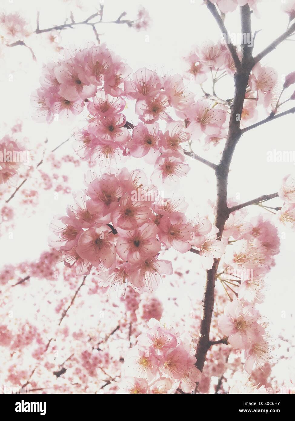 Translucent petals hi-res stock photography and images - Alamy