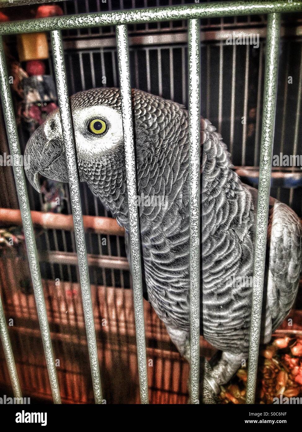 Parrot eyes hi-res stock photography and images - Alamy