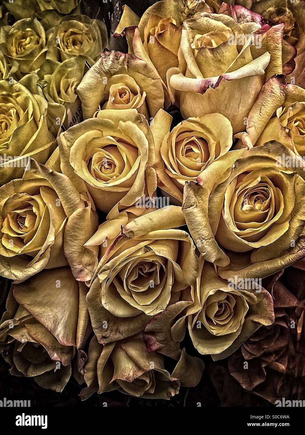 Old roses hi-res stock photography and images - Alamy